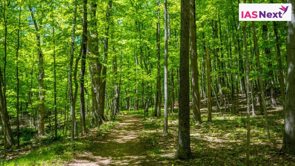 Healthy Forests For Healthy People