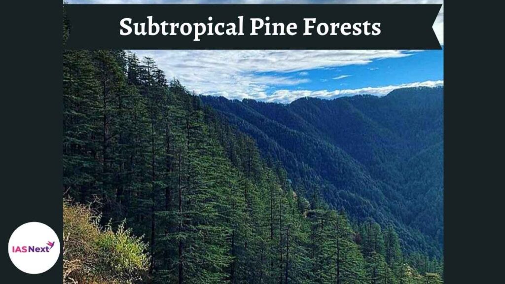Subtropical Pine Forests
