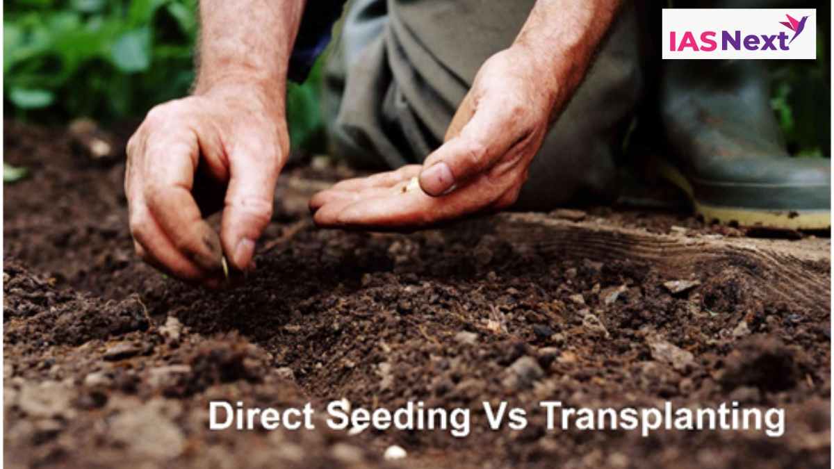 Direct Seeding Vs Transplanting