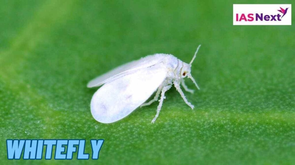 Whitefly - Insect attacks, Damage and Characteristics