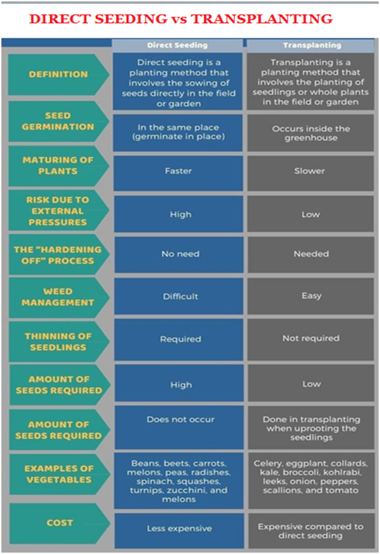 Direct Seeding Vs Transplanting