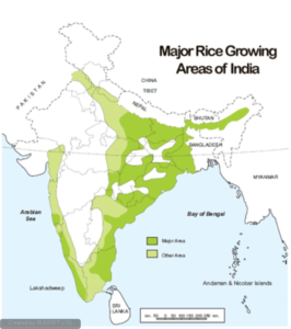 Major Crops of India