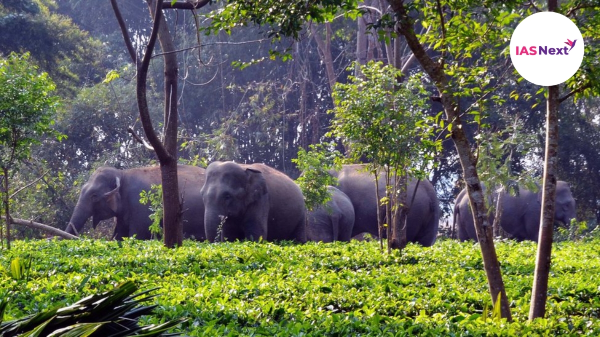 Project Gajah Kotha Launched in Assam