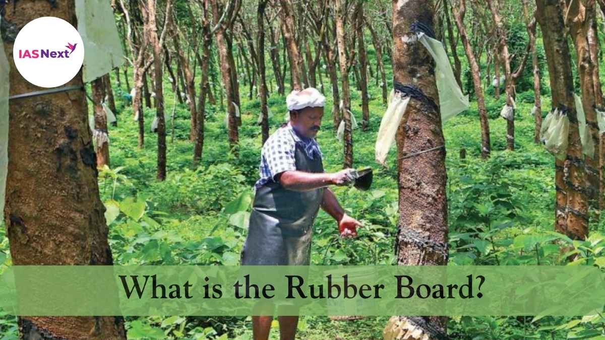 What is the Rubber Board?