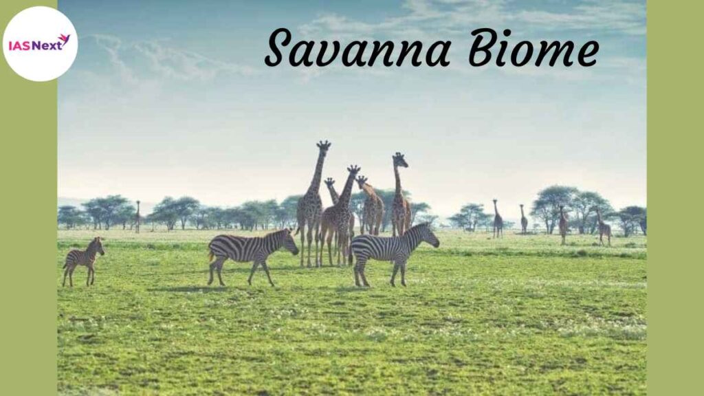 All About Savanna Biome