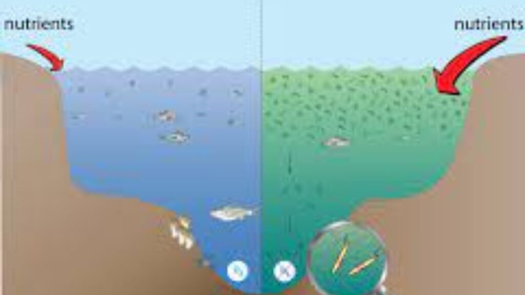 Effects of dead zones on marine ecosystem