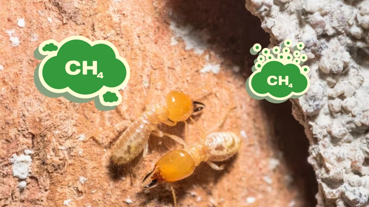 Termite and Methane Emission